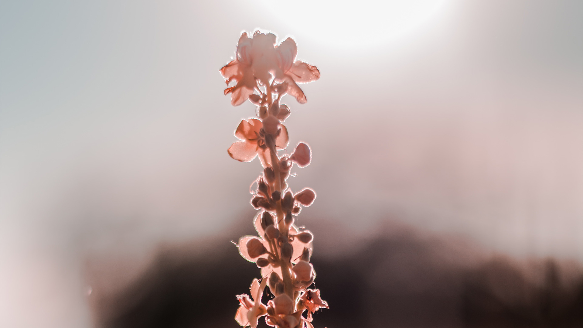 Askka – Candle Shop